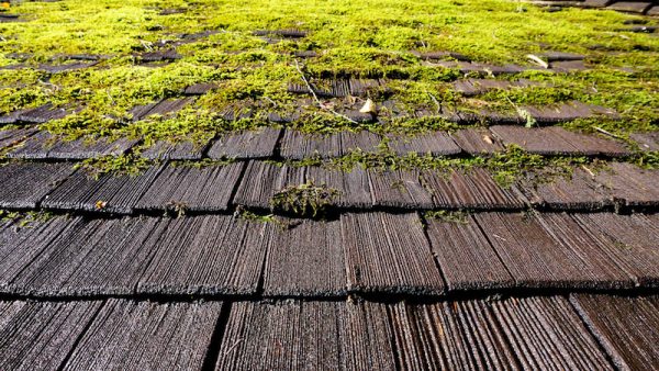 Moss & Lichen Removal Treatments - Promain Roofing